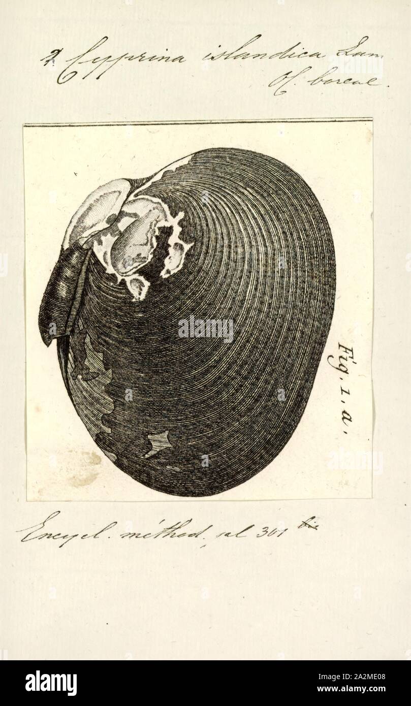 Cyprina islandica hi-res stock photography and images - Alamy