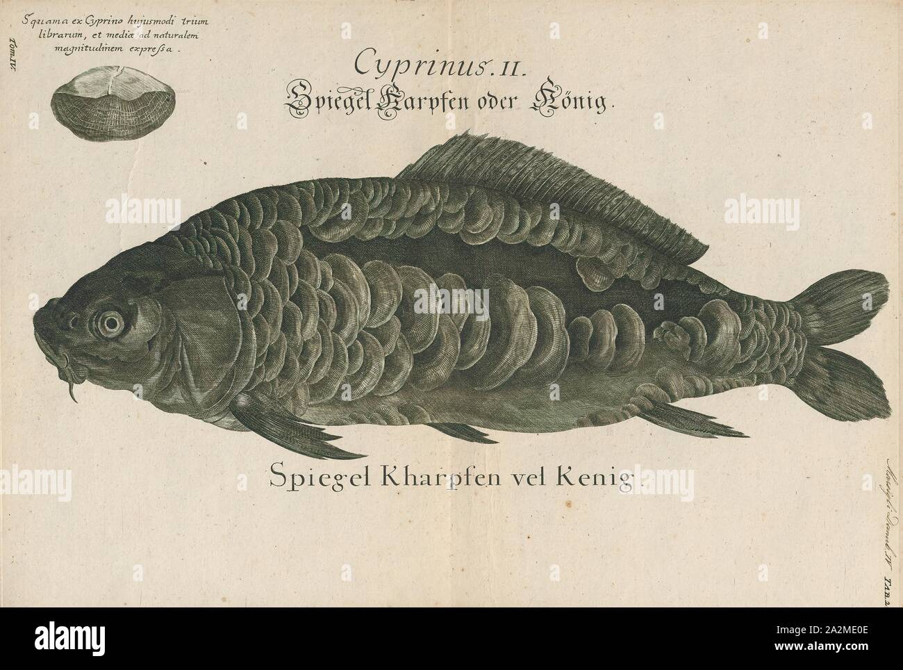 100 most invasive species hi-res stock photography and images - Alamy