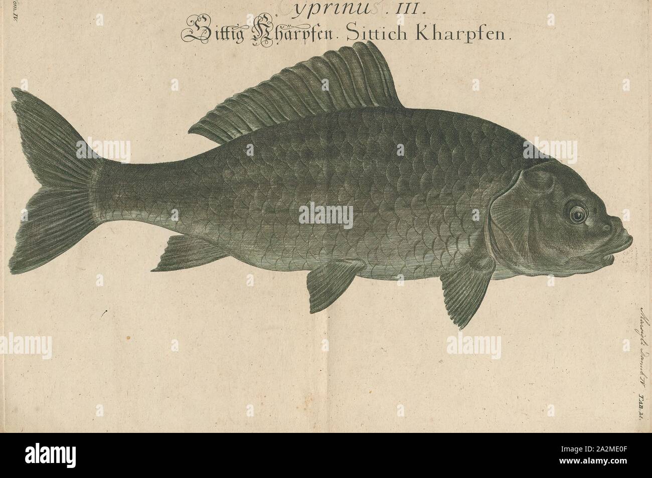 Carp family cyprinidae hi-res stock photography and images - Alamy