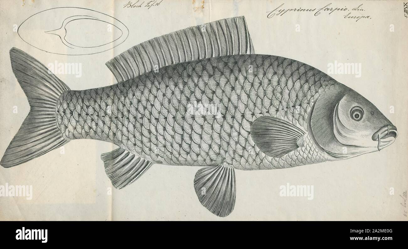 List of the worlds 100 worst invasive species hi-res stock photography ...