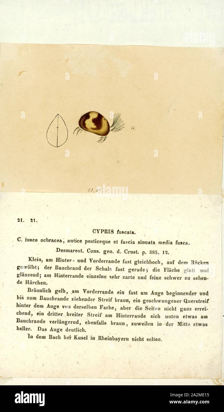 Cypris fuscata hi-res stock photography and images - Alamy