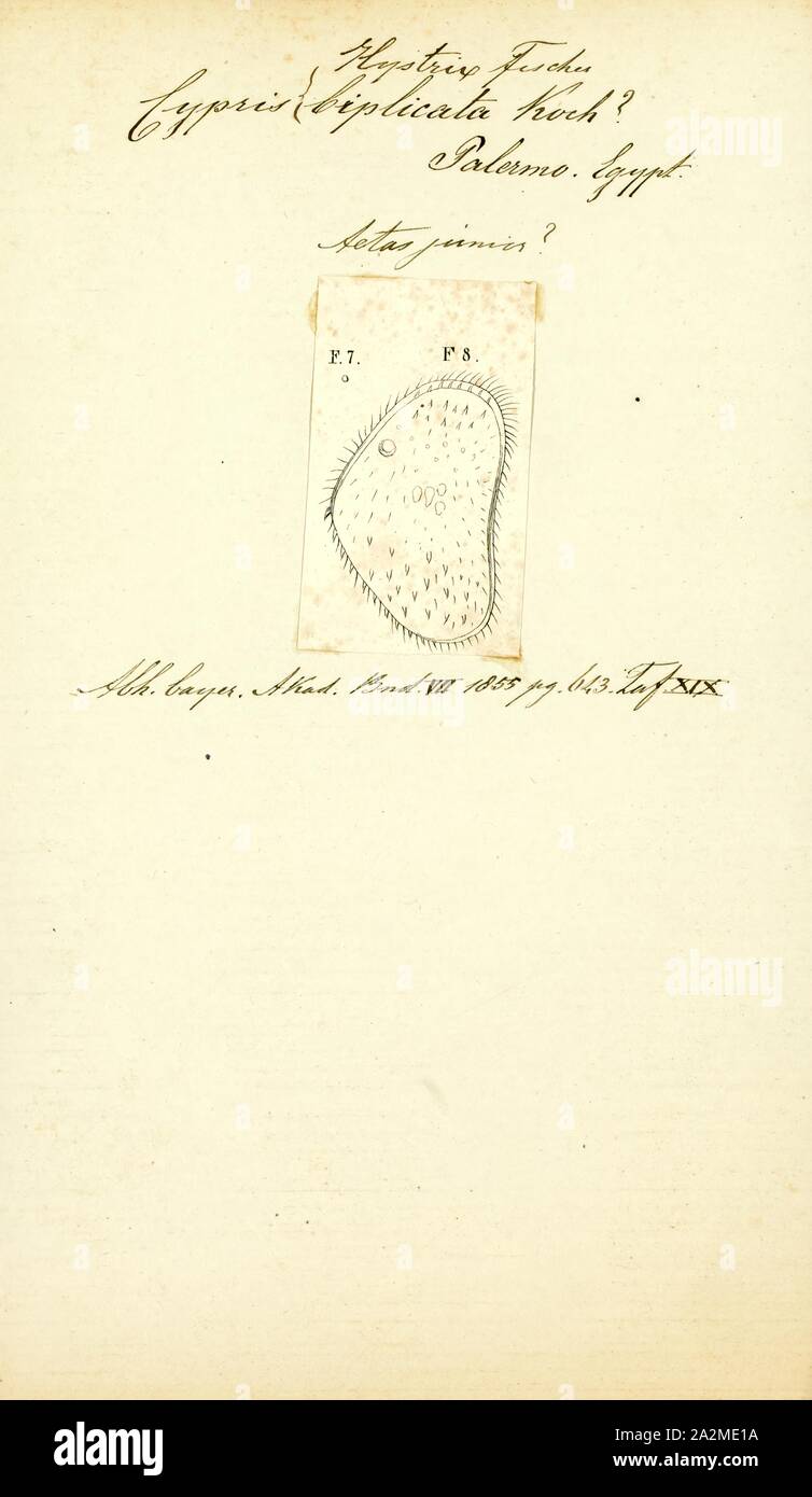 Cypris hystrix hi-res stock photography and images - Alamy