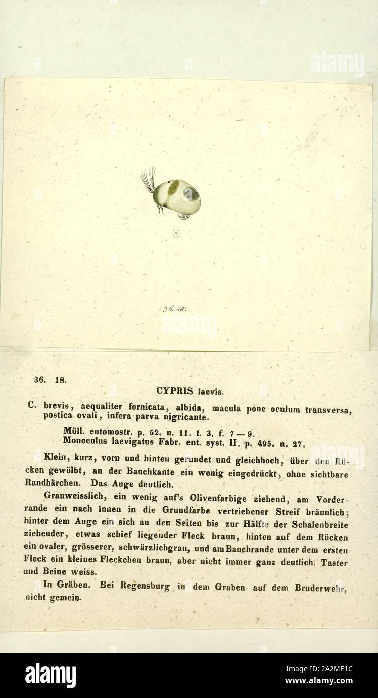 Cypris laevis, Print Stock Photo - Alamy