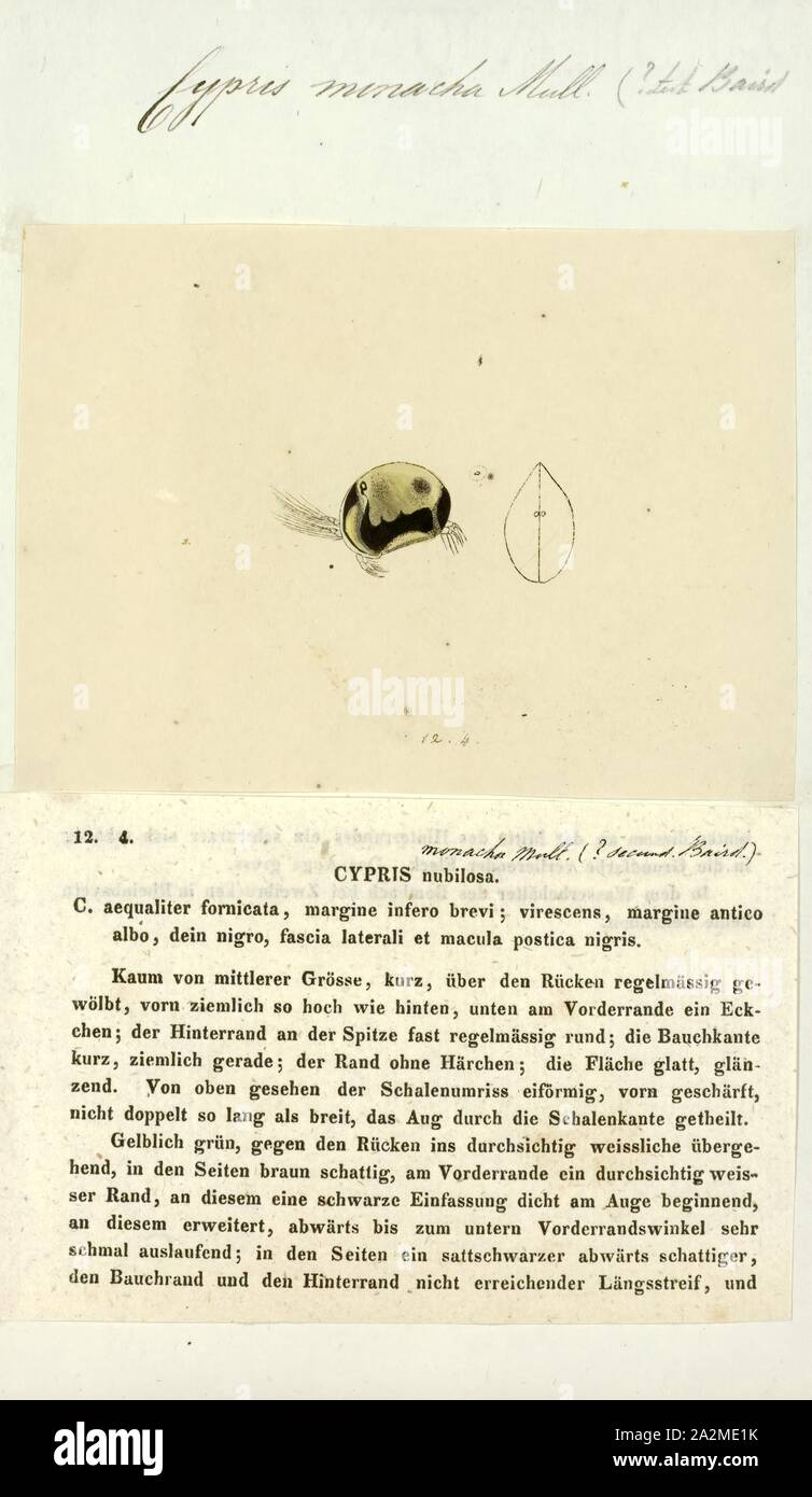 Cypris hi-res stock photography and images - Alamy