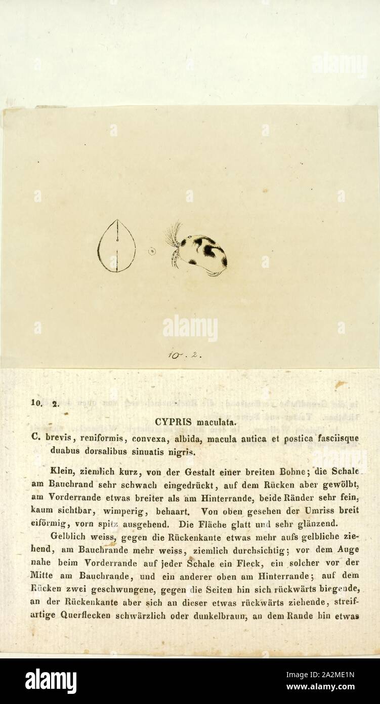 Cypris maculata hi-res stock photography and images - Alamy