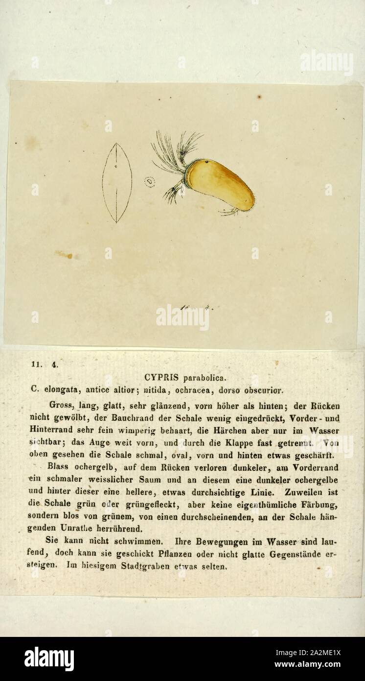 Cypris parabolica, Print Stock Photo - Alamy