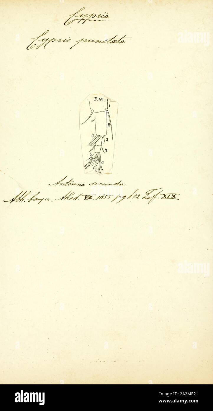 Cypris punctata hi-res stock photography and images - Alamy