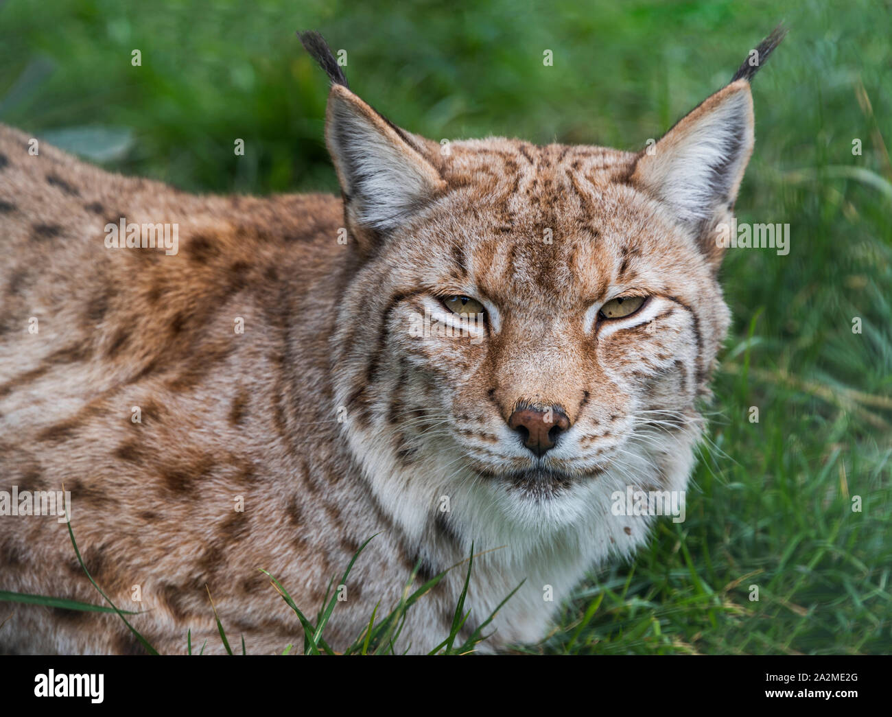 Eurasian lynx lynx lynx ear hi-res stock photography and images - Alamy
