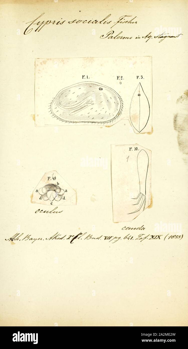 Cypris socialis, Print Stock Photo - Alamy