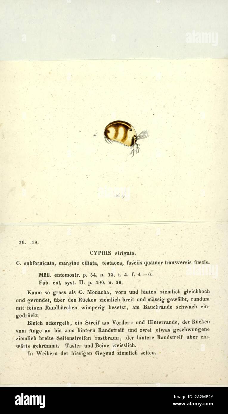 Cypris strigata, Print Stock Photo - Alamy