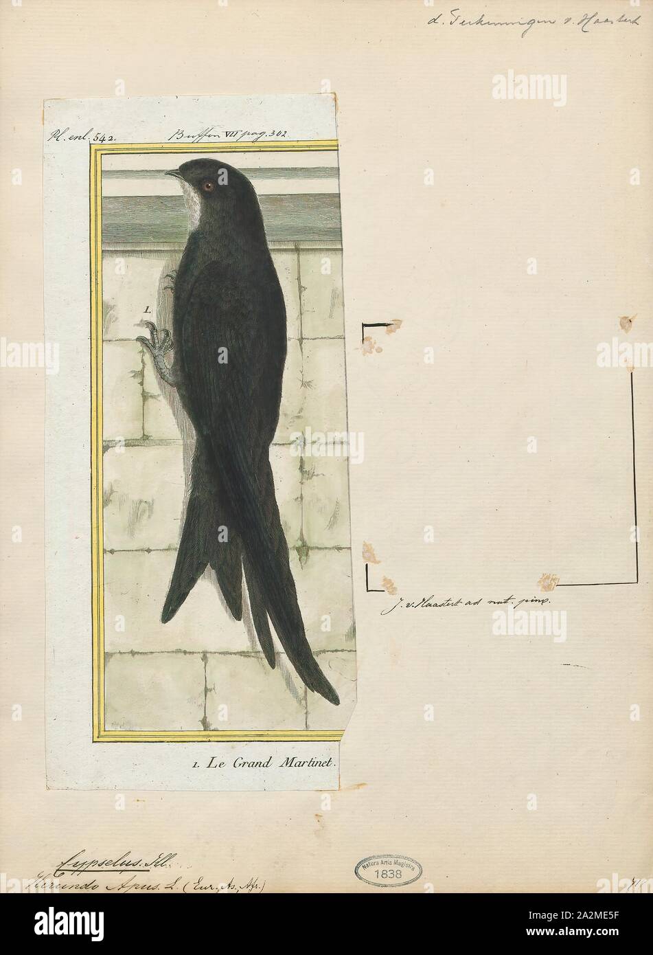 Cypselus apus hi-res stock photography and images - Alamy