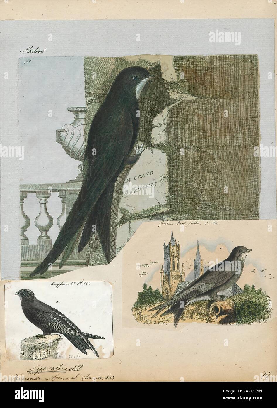 Cypselus hi-res stock photography and images - Alamy