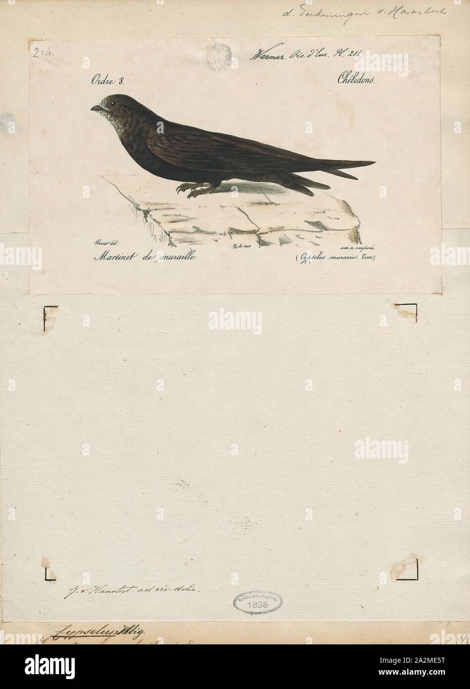 Cypselus apus hi-res stock photography and images - Alamy