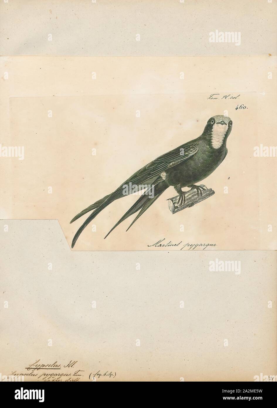 Cypselus High Resolution Stock Photography and Images - Alamy