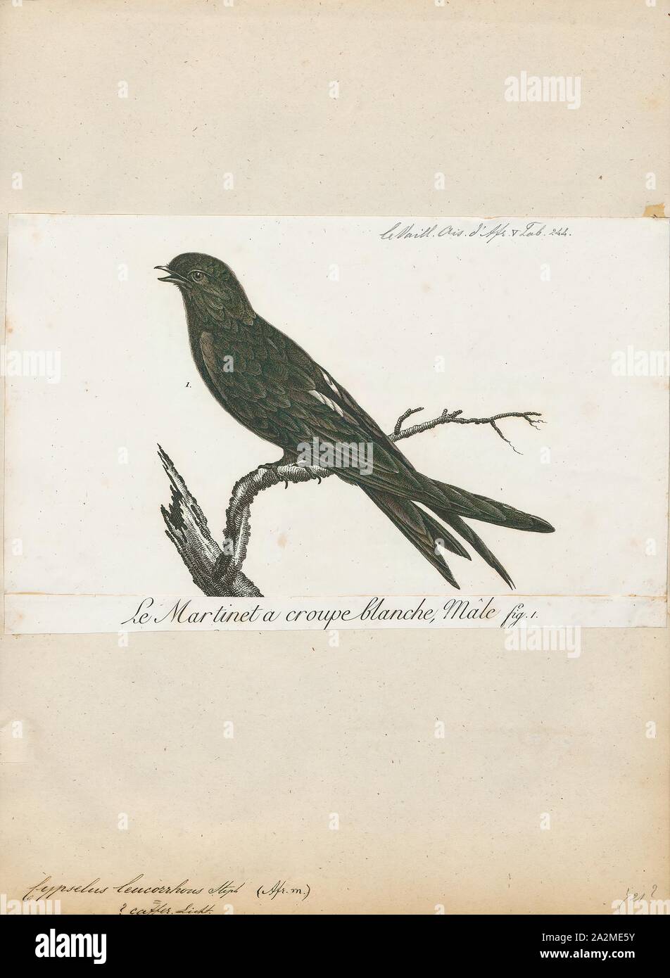 Cypselus High Resolution Stock Photography and Images - Alamy