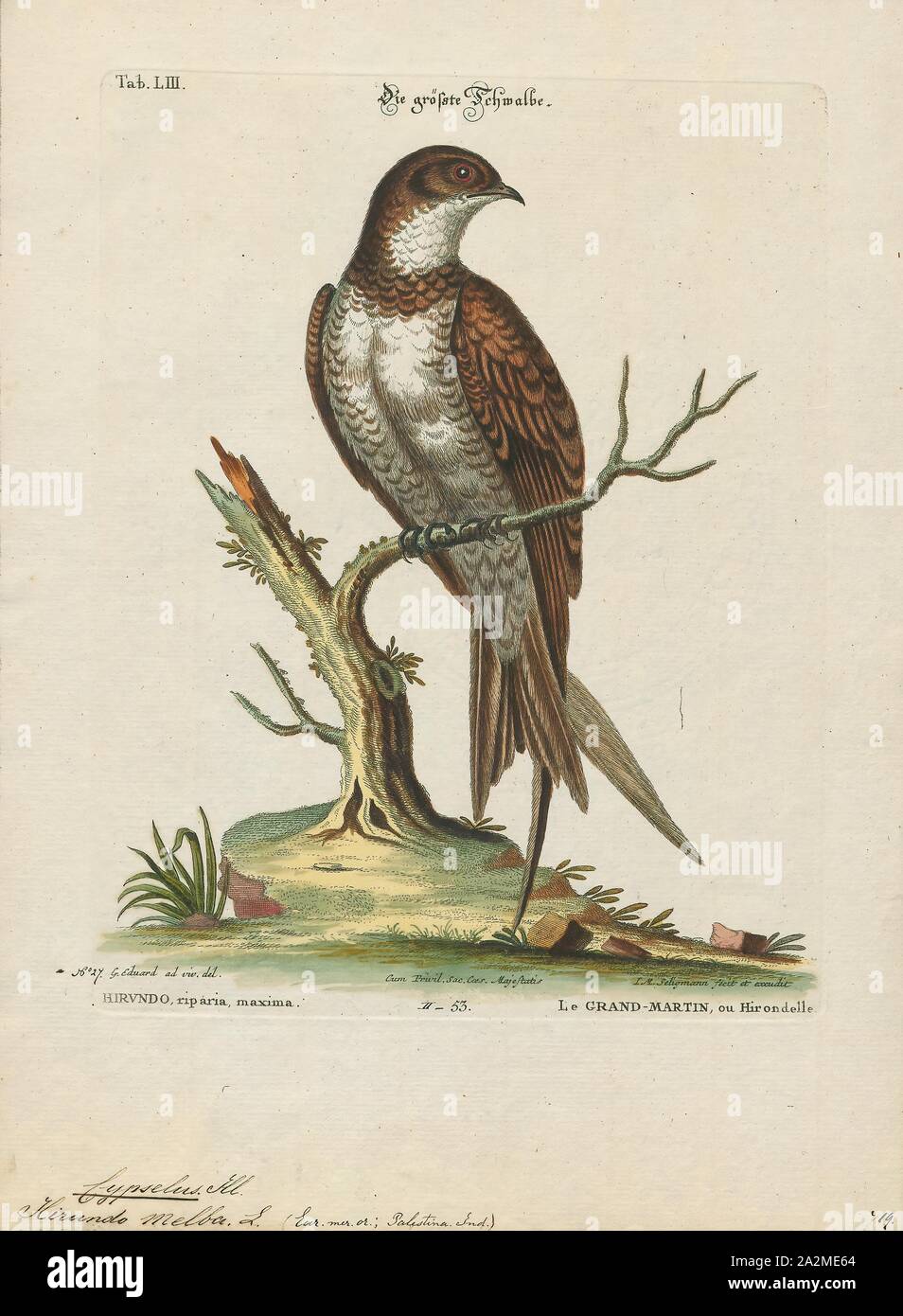 Cypselus High Resolution Stock Photography and Images - Alamy