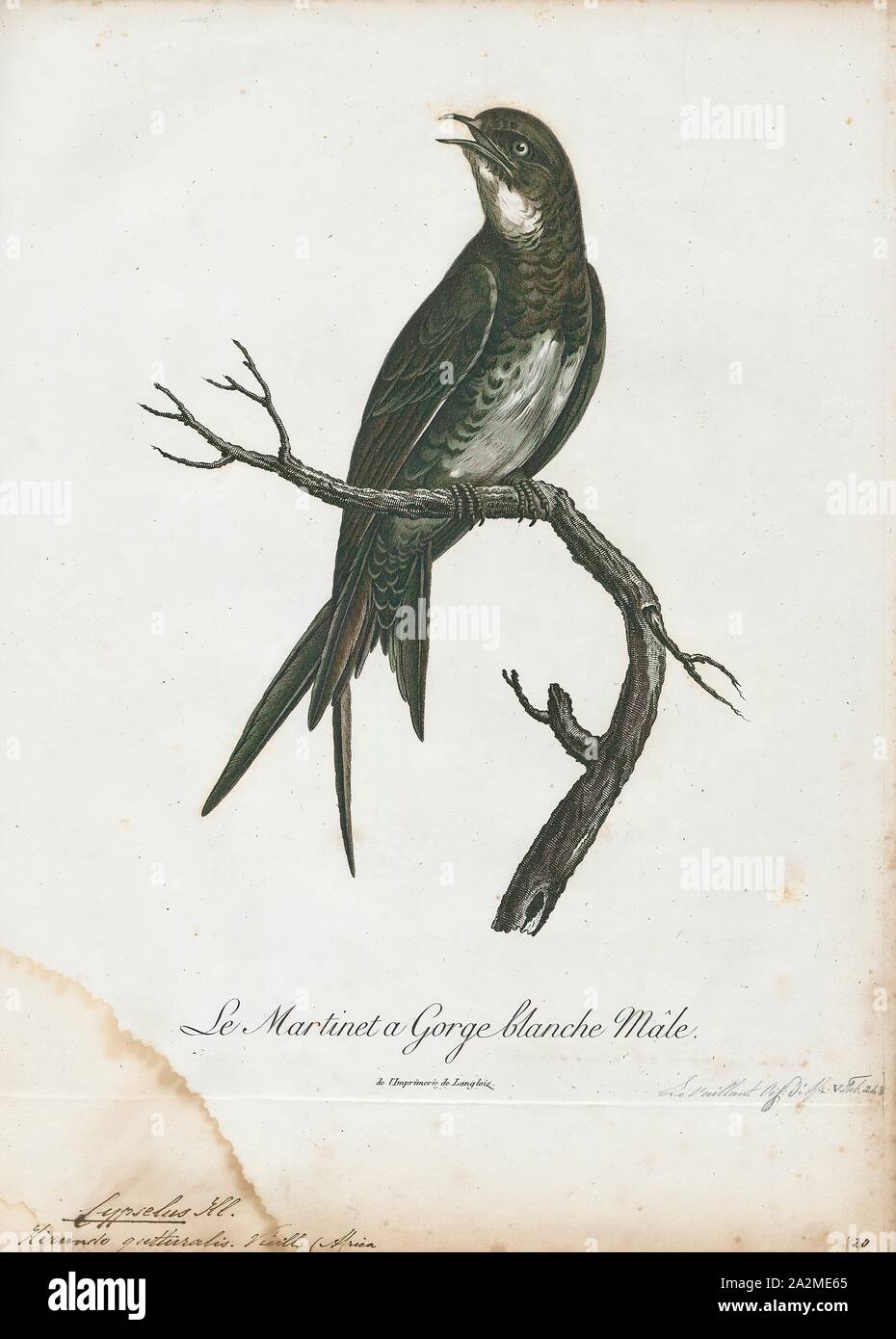 Cypselus High Resolution Stock Photography and Images - Alamy