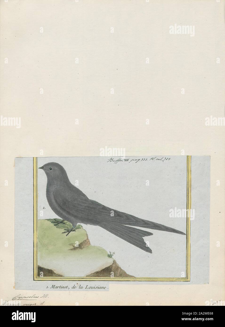 Cypselus High Resolution Stock Photography and Images - Alamy