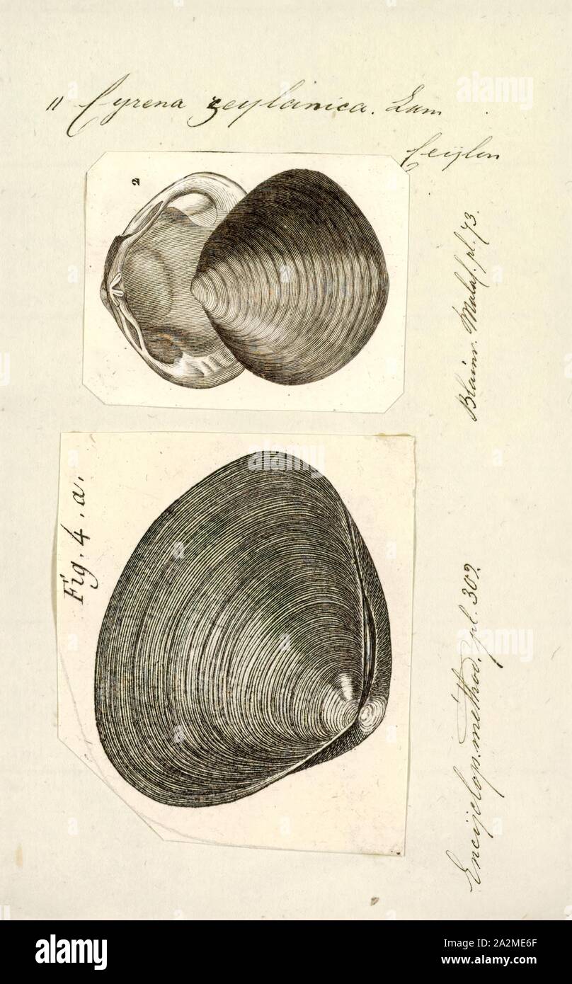 Cyrena zeylanica, Print Stock Photo - Alamy