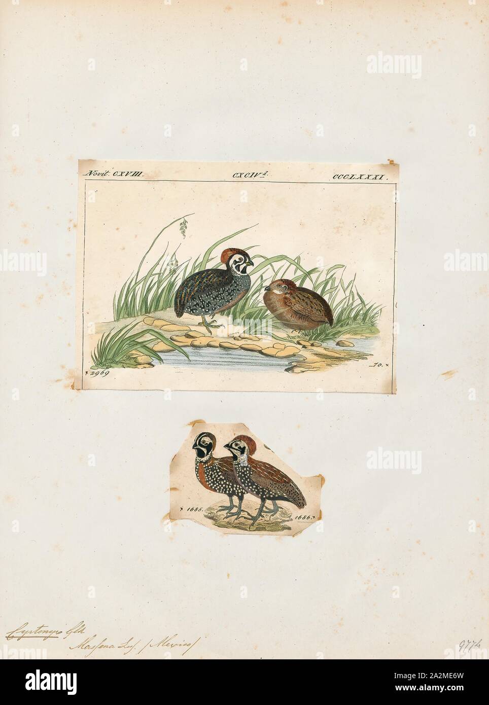 Odontophoridae family hi-res stock photography and images - Alamy