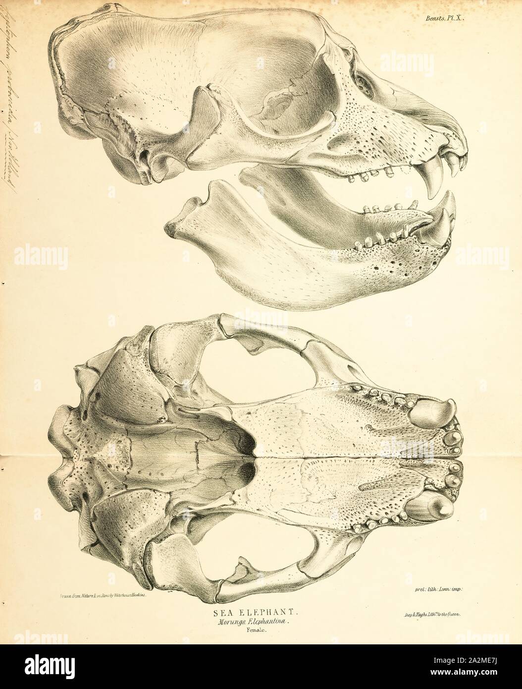 Cystophora proboscidea, Print, skull Stock Photo - Alamy