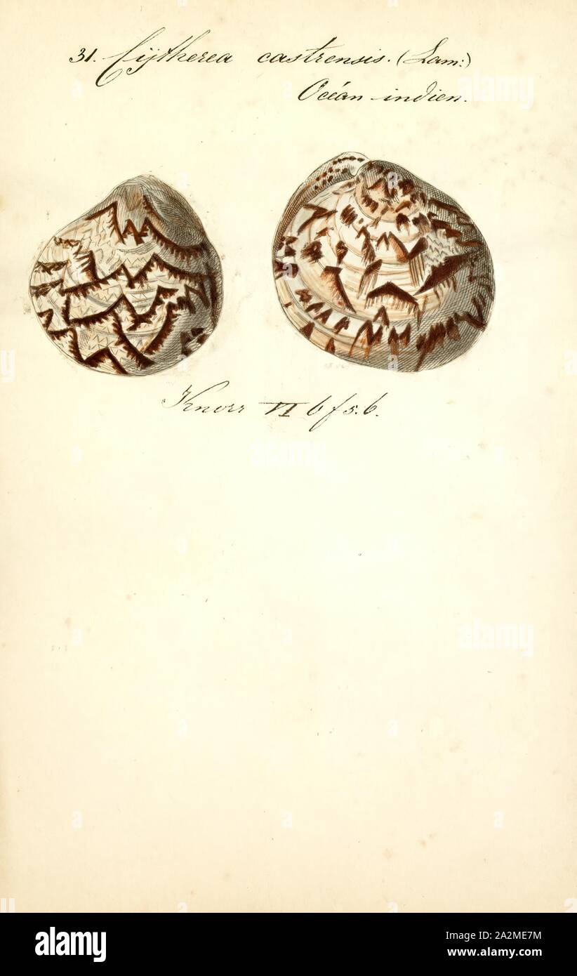 Cytherea castrensis hi-res stock photography and images - Alamy