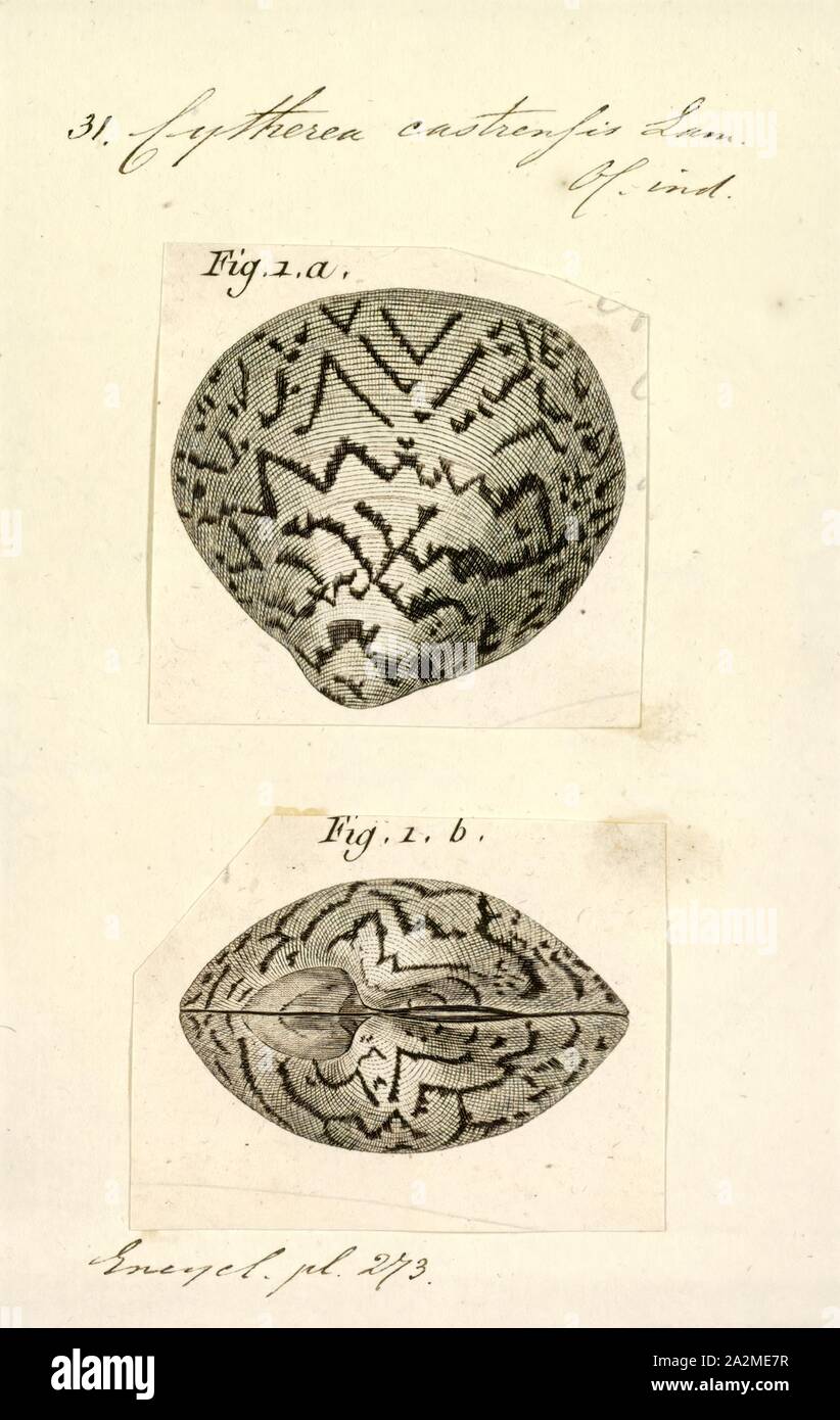 Cytherea castrensis hi-res stock photography and images - Alamy