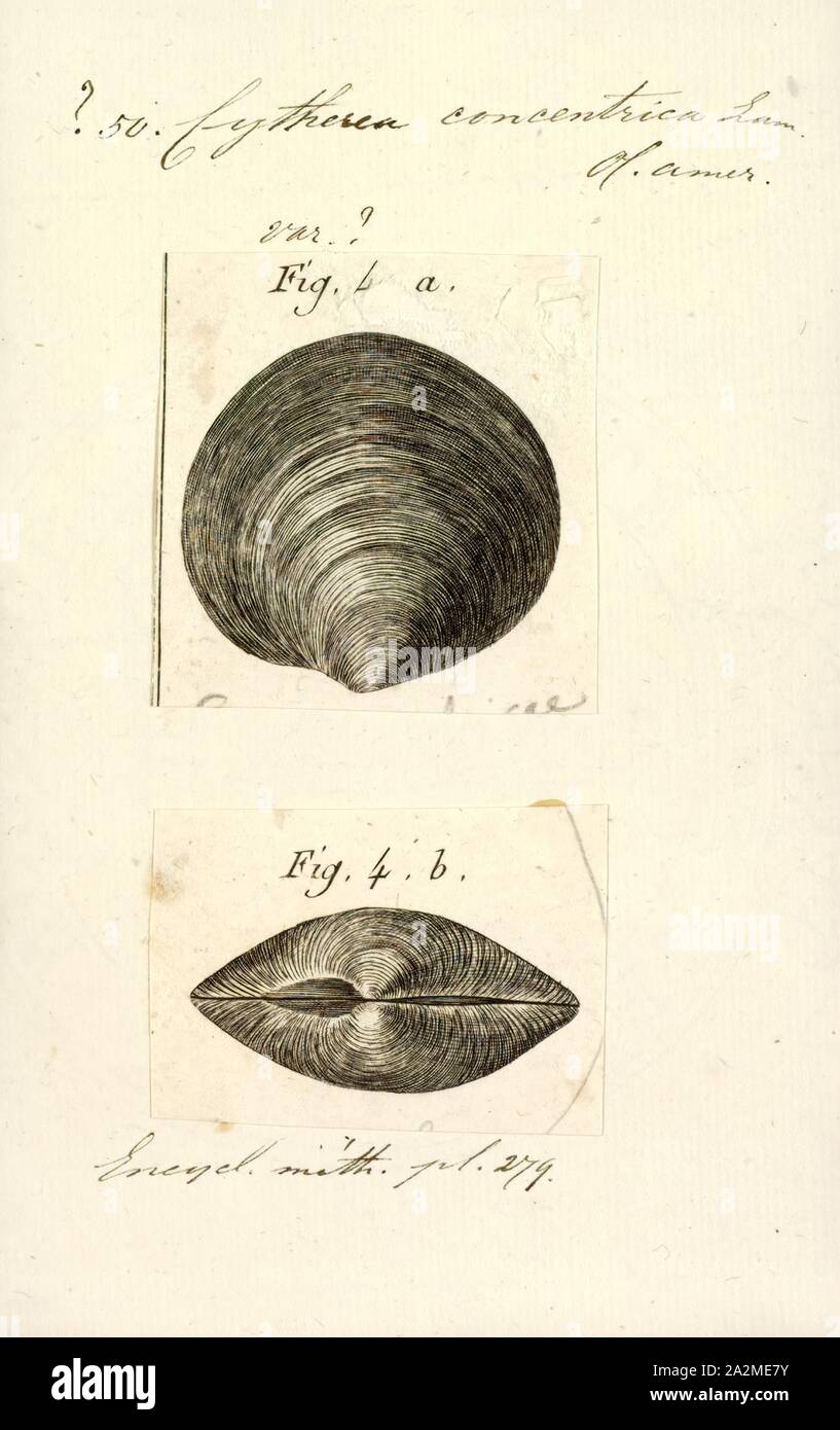 Cytherea concentrica hi-res stock photography and images - Alamy