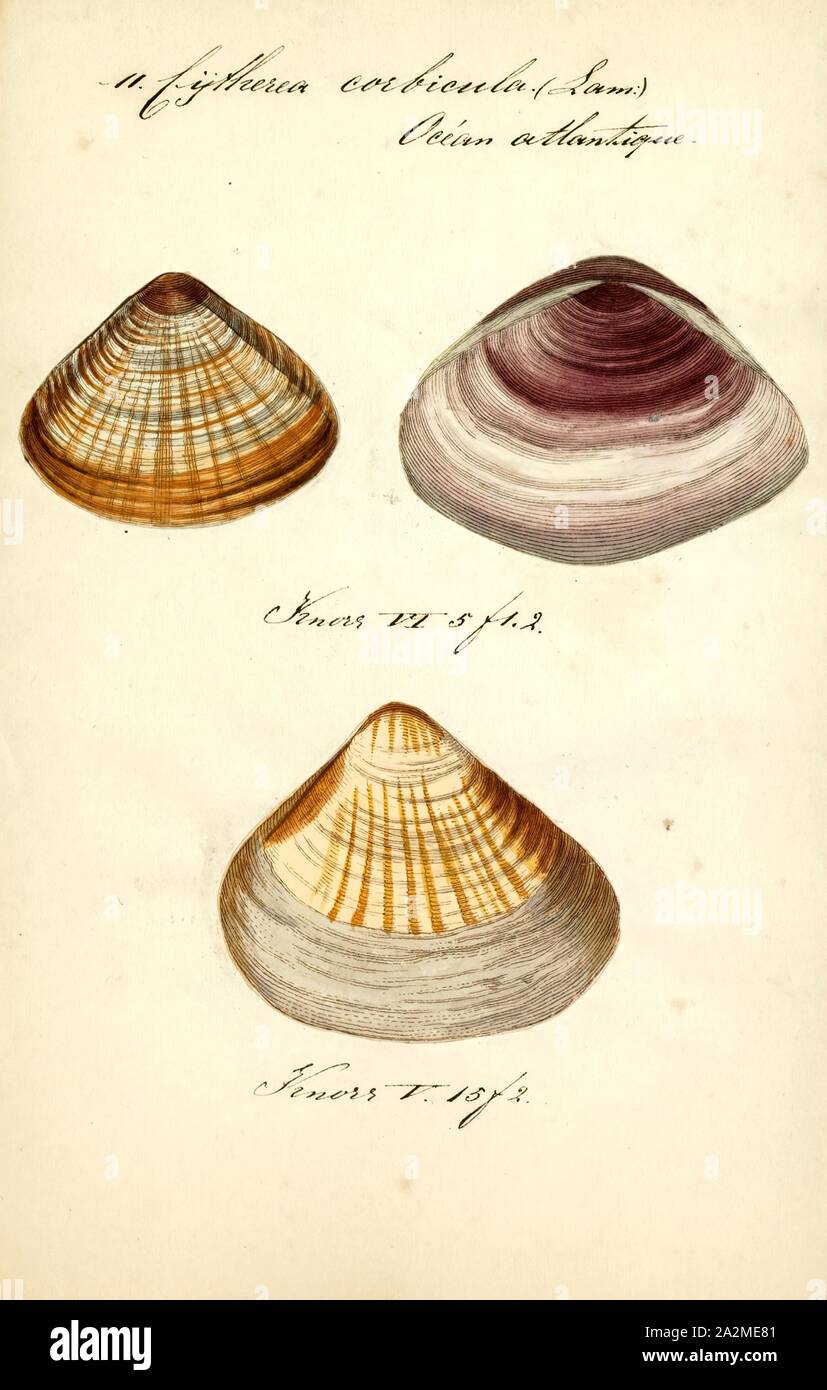 Cytherea corbicula hi-res stock photography and images - Alamy