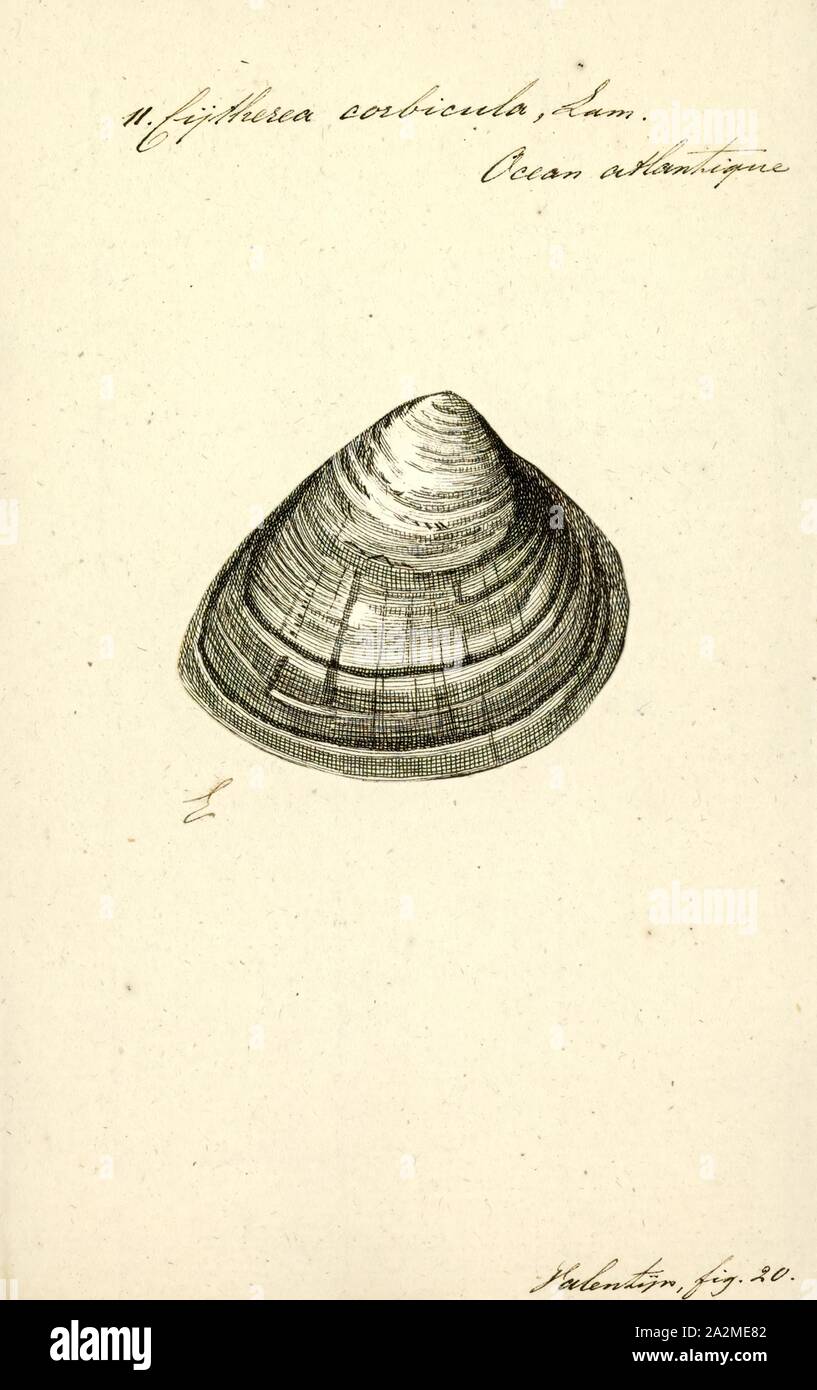 Cytherea corbicula hi-res stock photography and images - Alamy