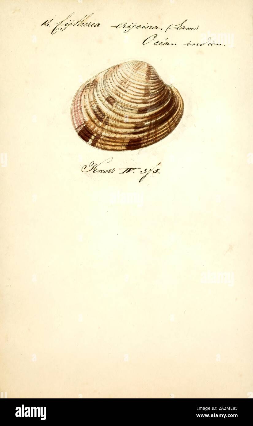 Cytherea hi-res stock photography and images - Alamy