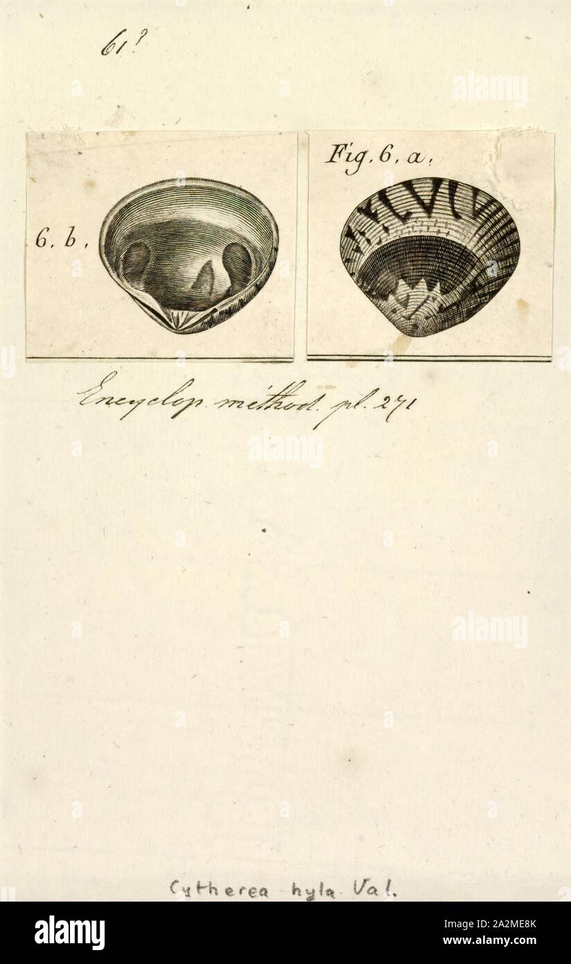 Hyla hi-res stock photography and images - Alamy