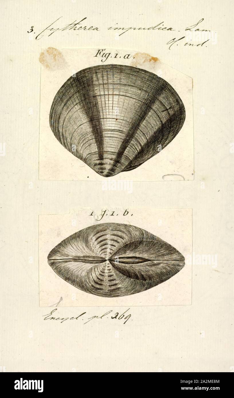 Impudica hi-res stock photography and images - Alamy