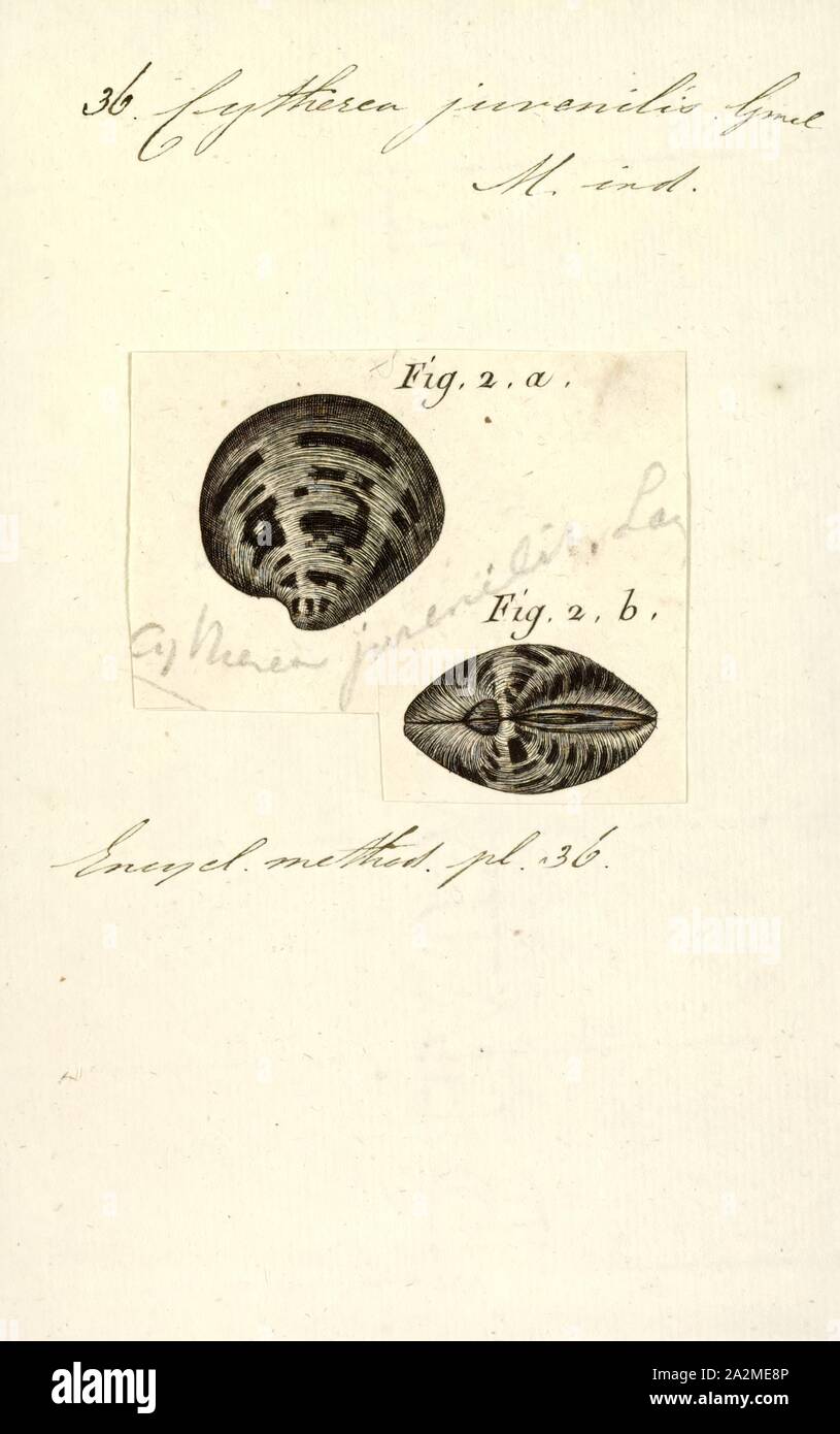 Cytherea hi-res stock photography and images - Alamy