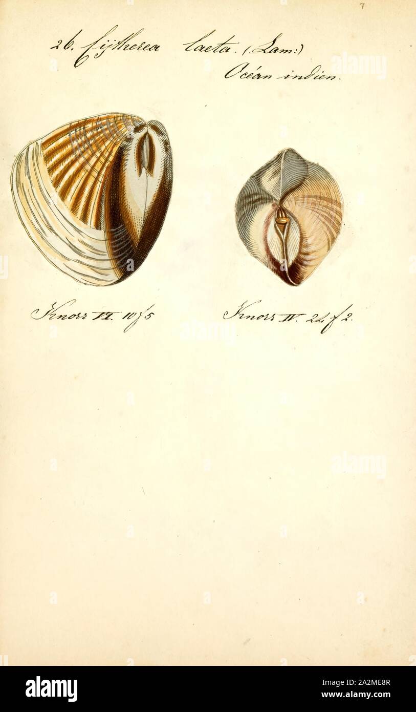 Laeta hi-res stock photography and images - Alamy