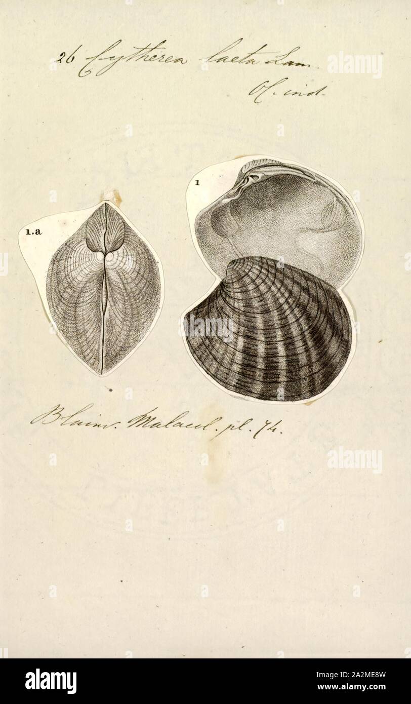 Laeta hi-res stock photography and images - Alamy