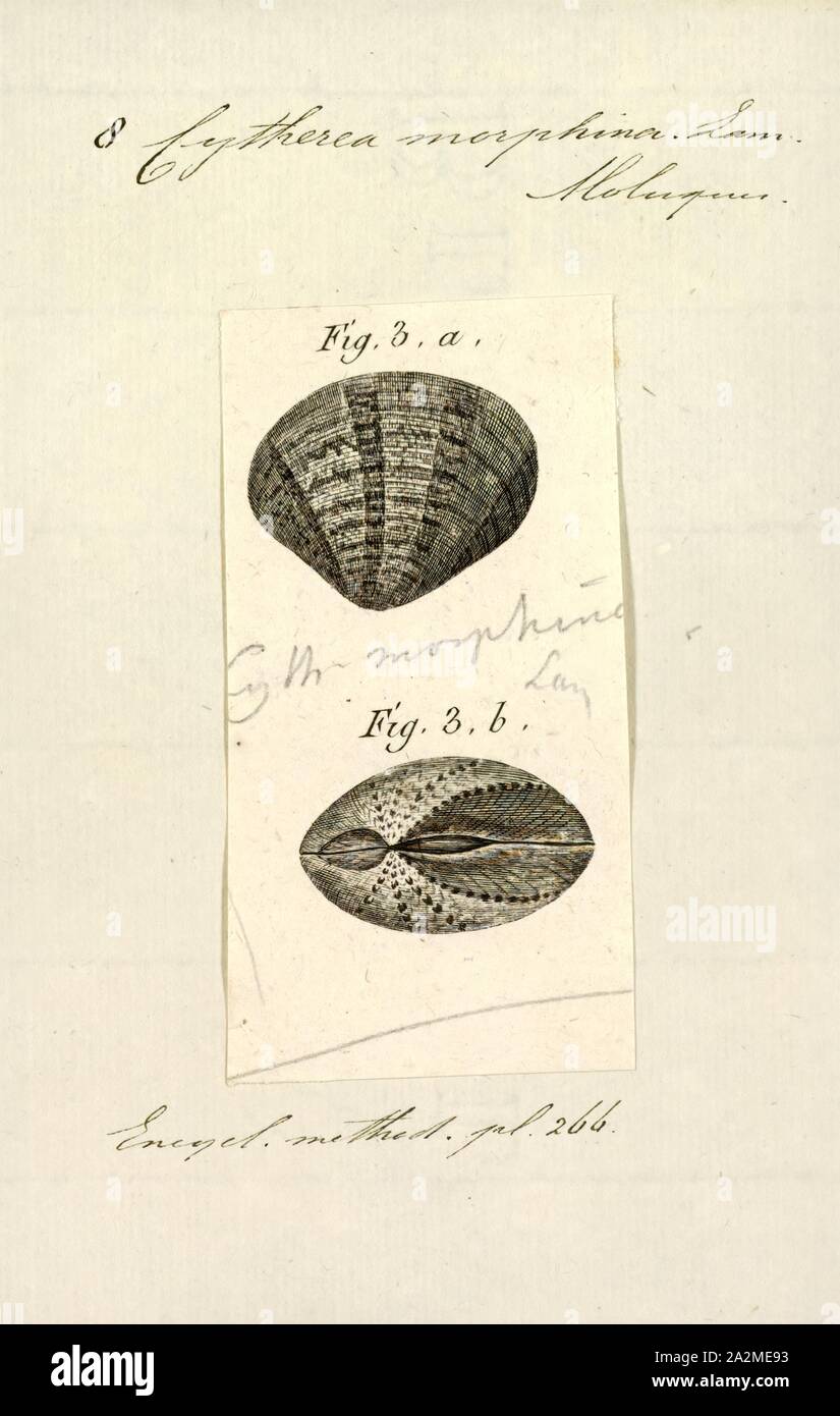 Cytherea hi-res stock photography and images - Alamy