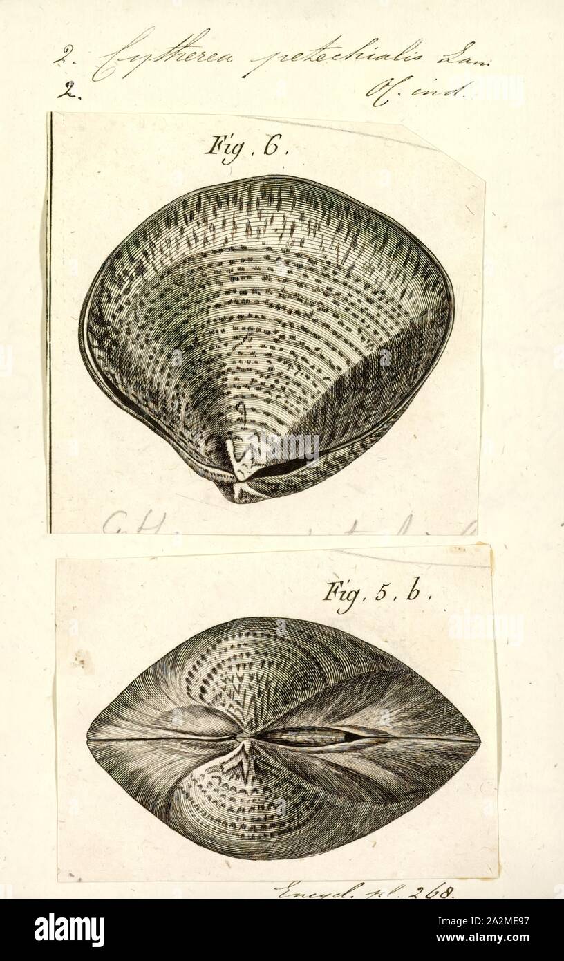 Cytherea petechialis hi-res stock photography and images - Alamy