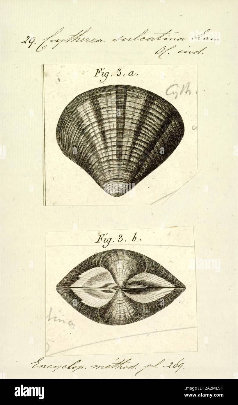 Cytherea sulcatina hi-res stock photography and images - Alamy