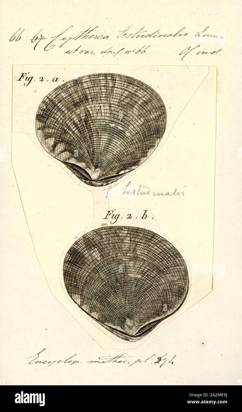 Cytherea hi-res stock photography and images - Alamy