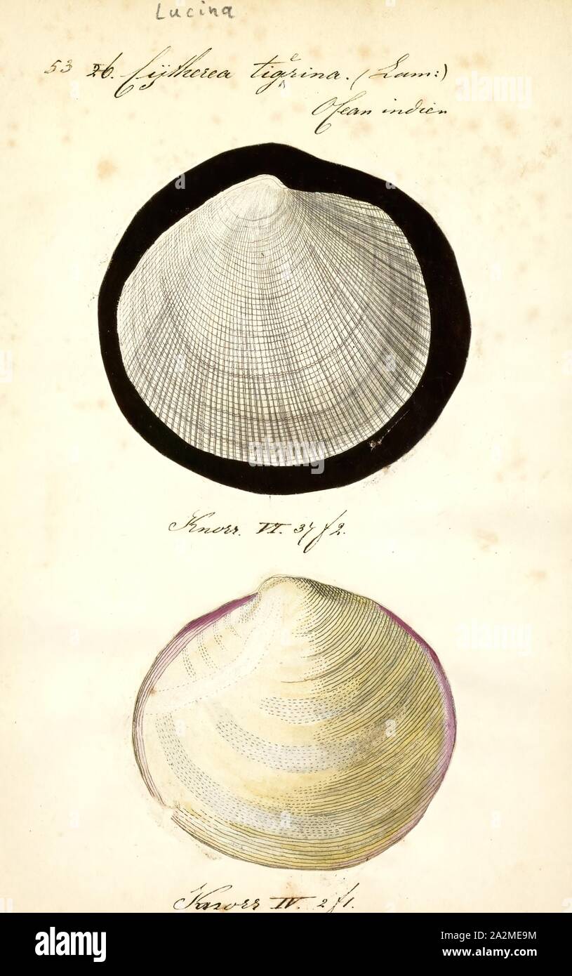 Cytherea tigerina hi-res stock photography and images - Alamy