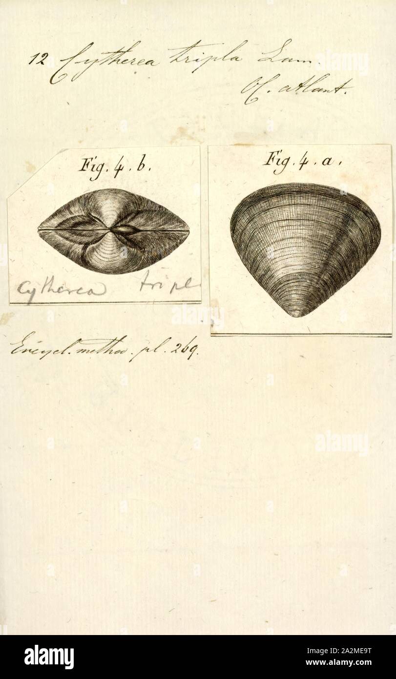 Cytherea tripla hi-res stock photography and images - Alamy