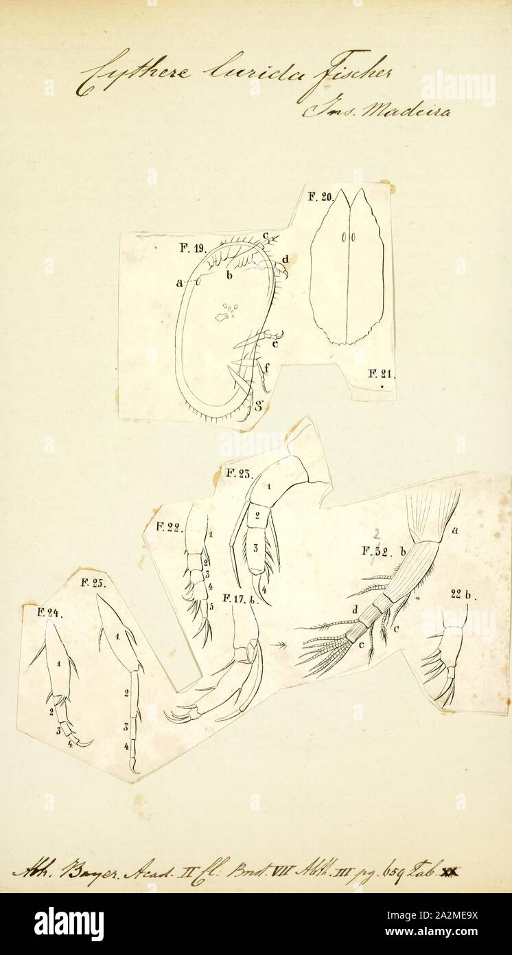 Cythere hi-res stock photography and images - Alamy