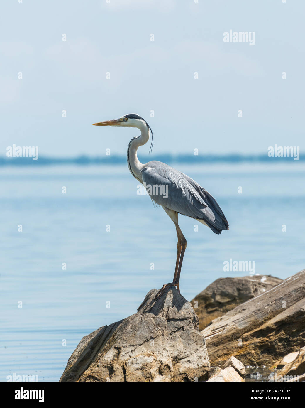 Grey heron feathers hi-res stock photography and images - Alamy