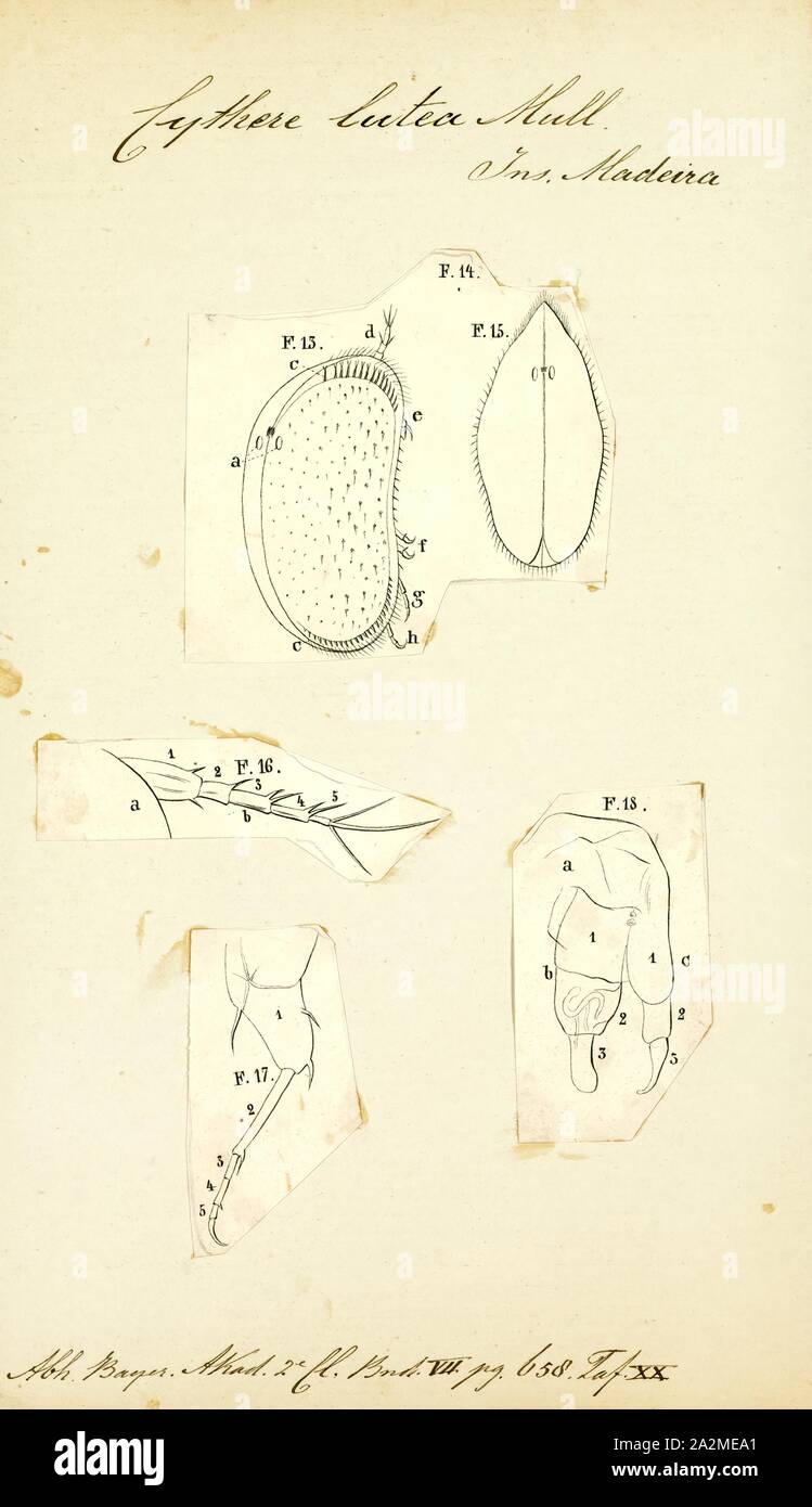 Cythere hi-res stock photography and images - Alamy