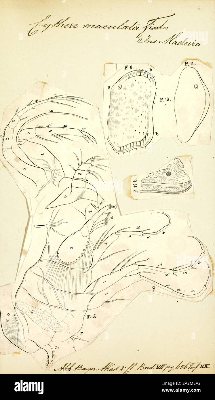 Cythere maculata, Print Stock Photo - Alamy