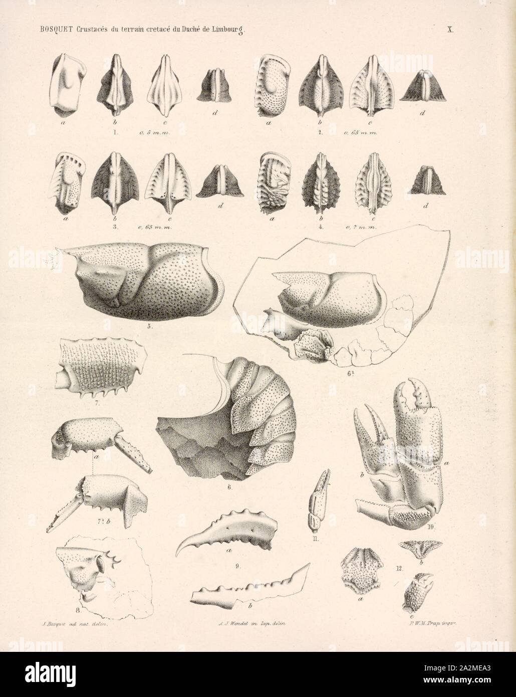 Cythere hi-res stock photography and images - Alamy