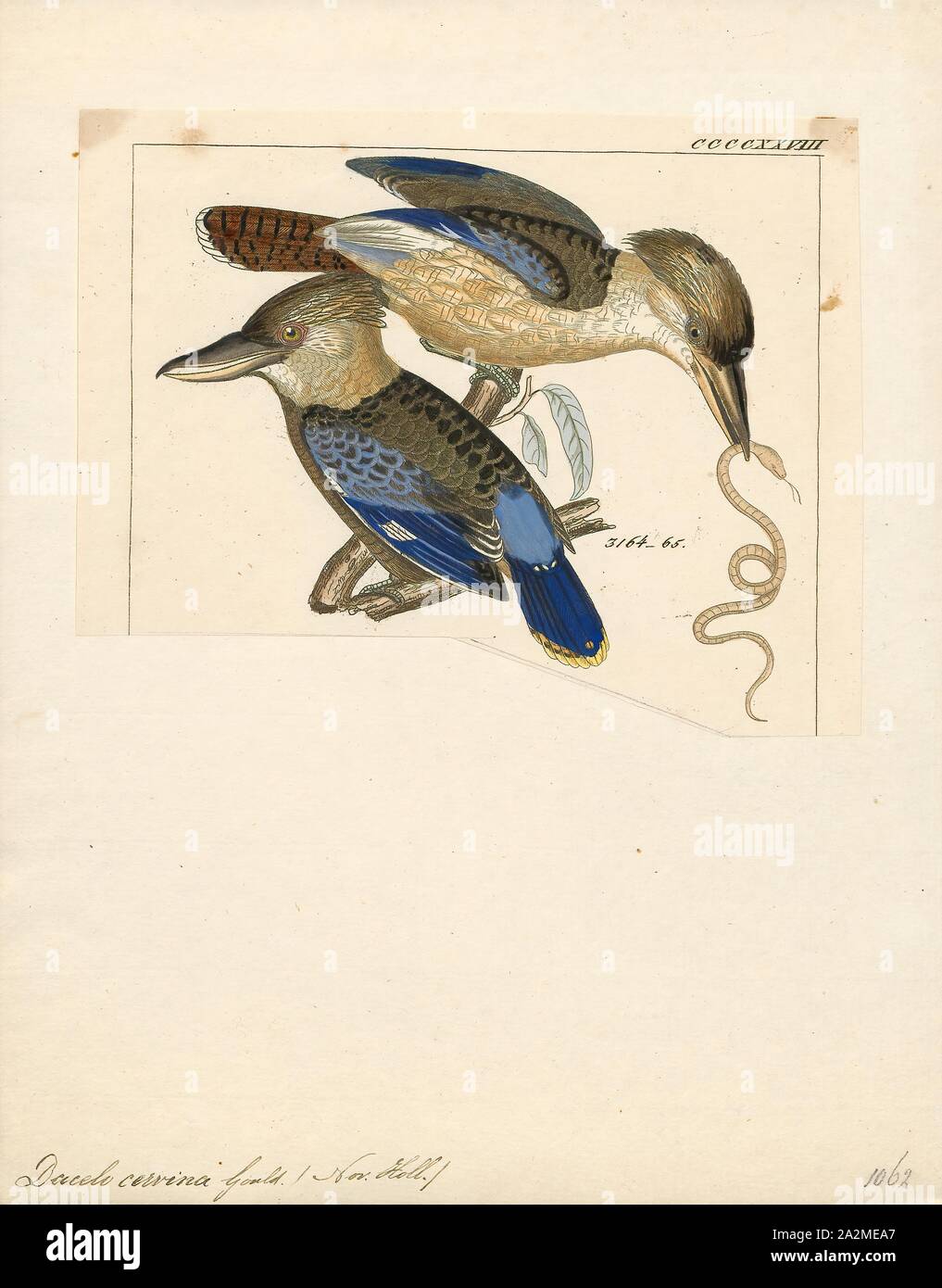 Cervina hi-res stock photography and images - Alamy