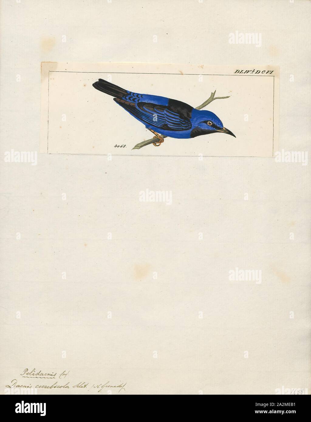 Dacnis coerebicolor hi-res stock photography and images - Alamy