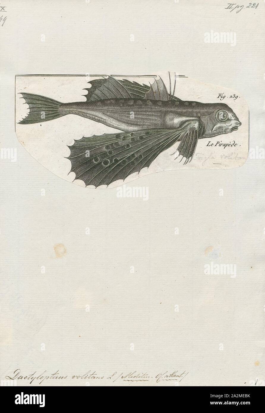 Dactylopterus volitans, Print, The flying gurnard (Dactylopterus ...